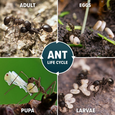 NOPE Ant Killer Bait Powder 500g for Indoors and Outdoors, Targeted Ant ...