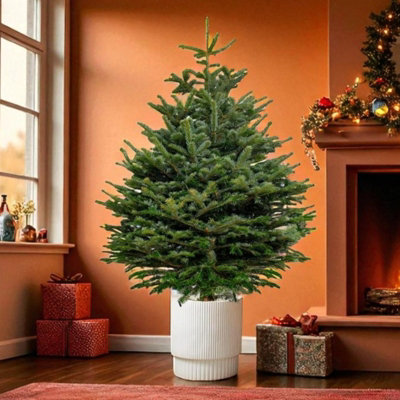 Nordmann Fir Pot Grown Christmas Tree - Living Premium Evergreen Potted ...