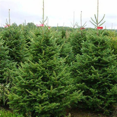 Nordmann Fir Pot Grown Christmas Tree - Living Premium Evergreen Potted ...