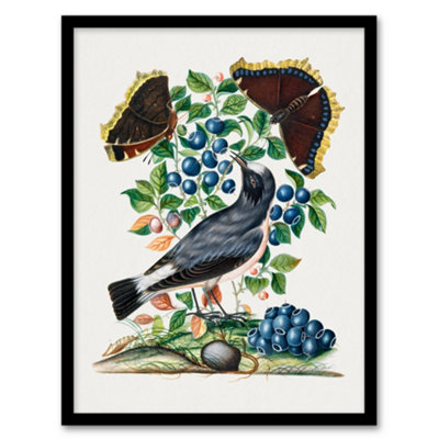 Northern Wheatear and Mourning Cloak Bolton Framed Wall Art Print 12X16"
