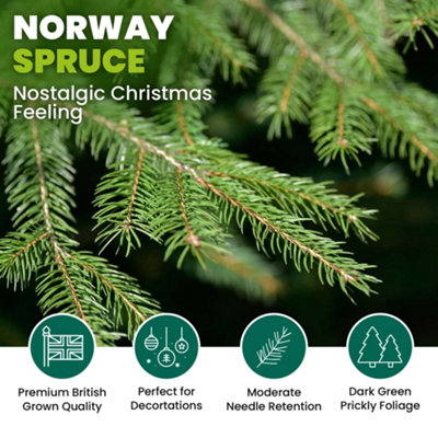 Norway Spruce Fresh Cut Christmas Tree - Real Xmas Tree for Festive ...