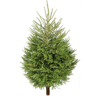 Norway Spruce Fresh Cut Christmas Tree - Real Xmas Tree for Festive ...