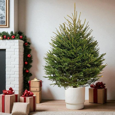 Norway Spruce Pot Grown Christmas Tree - Living Premium Evergreen ...