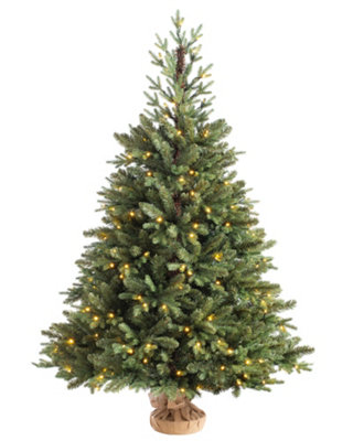 Norway Spruce Potted Tree, 5 ft
