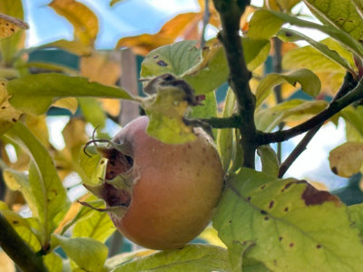 Nottingham Medlar (Mespilus germanica) Tree - 7Ltr Bareroot
