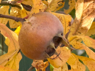 Nottingham Medlar (Mespilus germanica) Tree - 7Ltr Bareroot