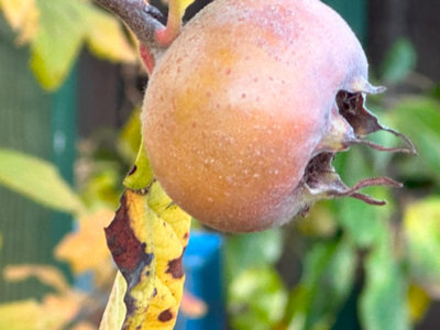 Nottingham Medlar (Mespilus germanica) Tree - 7Ltr Bareroot