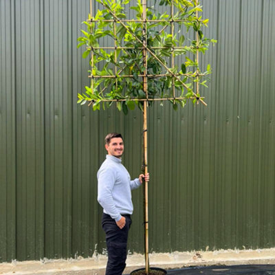 Novita Laurel Pleached Tree with Staking Kit - 180cm Stem and 10cm Girth