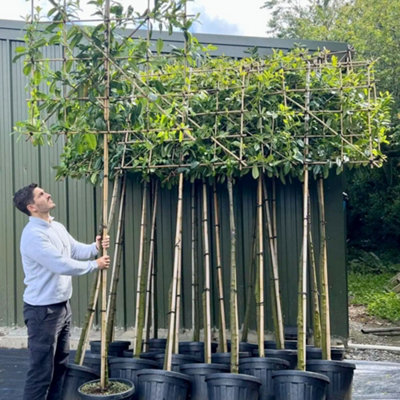 Novita Laurel Pleached Tree with Staking Kit - 180cm Stem and 12cm Girth