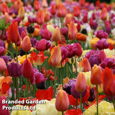 Nurserymans Choice 60 Mixed Bulbs