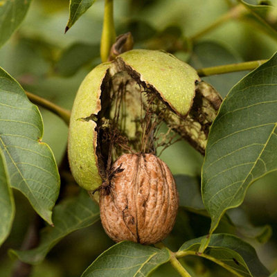 Nut Walnut Europa 1 Bare Root Tree