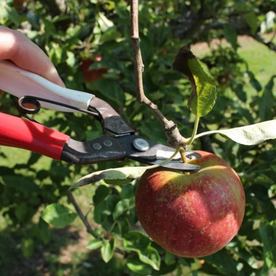 Okatsune KST301 Harvest Snips Curved Blade