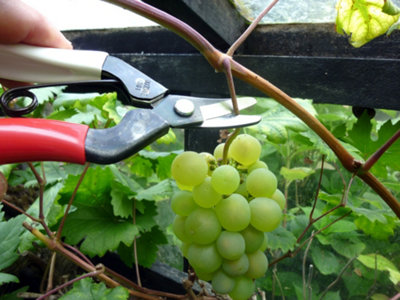 Okatsune KST301 Harvest Snips Curved Blade