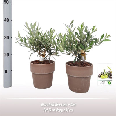Olea Europaea, 16cm Pot Size, 35cm Tall, Olive, Indoor Houseplant
