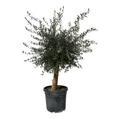 Olea Europaea, 50cm Pot Size, 631cm Tall, Olive, Indoor Houseplant