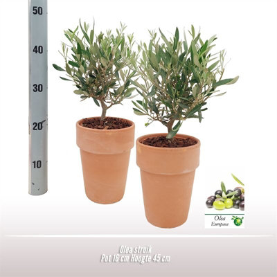 Olea Europaea Ceramic Terraco, 16cm Pot Size, 35cm Tall, Olive, Indoor ...