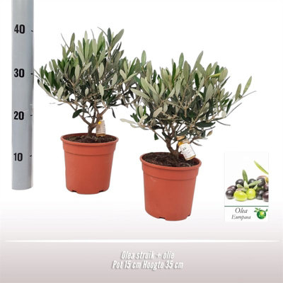 Olea Europaea + Flesje Olie, 15cm Pot Size, 35cm Tall, Olive, Indoor ...