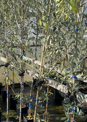 Olea Europaea Hardy Outdoor Garden Olive Tree 6ft Tall