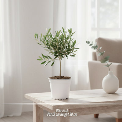 Olea Europaea Pot size 12 Cm Height 30 Indoor Houseplant