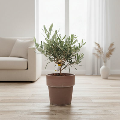 Olea Europaea Pot size 16 Cm Height 35 Indoor Houseplant