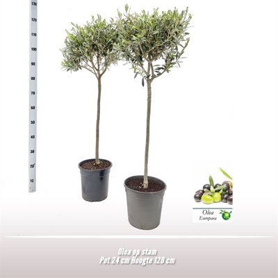 Olea Europaea Stam, 24cm Pot Size, 120cm Tall, Olea Europaea Stam ...