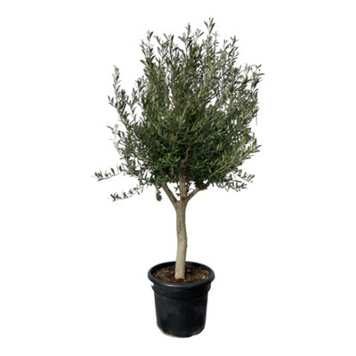 Olea Europaea Stam, 40cm Pot Size, 210cm Tall, Olive Tree, Indoor ...
