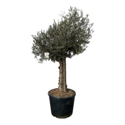 Olea Europaea Stam, 80cm Pot Size, 230cm Tall, Olive Tree Ceramic Tirza ...