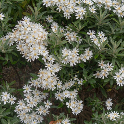 Olearia phlogopappa Spring Bling - Daisy bush, evergreen, fully hardy ...