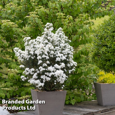 Olearia Spring Bling 9cm Potted Plant x 2 | DIY at B&Q