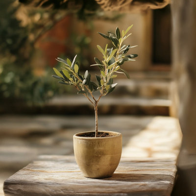 Olive tree - 2 pcs. - Olea europaea - Height 25-40cm - Pot 9cm