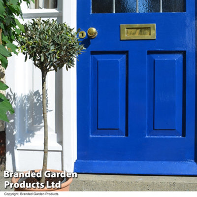 Olive Tree - Extra Large 140cm-150cm Standard 5-7.5 Litre Potted Plant x 1