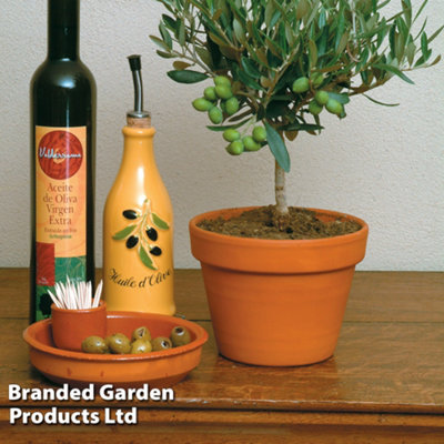 OLIVE TREE - EXTRA LARGE 140CM-150CM STANDARD 5-7.5 LITRE POTTED PLANT X 2