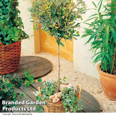 OLIVE TREE - EXTRA LARGE 140CM-150CM STANDARD 5-7.5 LITRE POTTED PLANT X 2
