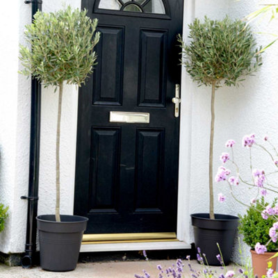 Olive Tree - Large Standard 80-100cm (including pot) - 4 Litre Potted ...