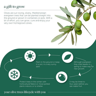 Olive Tree 'Olea europaea' in 14cm Pot with Hessian Gift Wrap - Gift ...