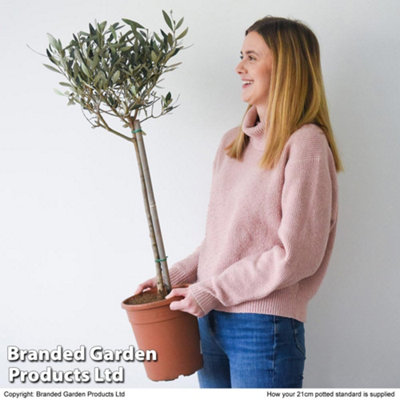 Olive Tree - Standard 70-80cm tall (including pot) - 2 Litre Potted Plant x 1
