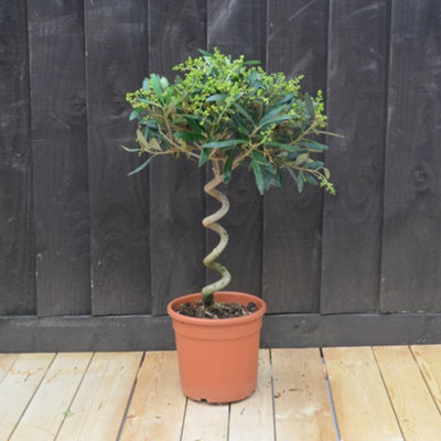 Olive Tree Twisted 60-70cm Stem Standard 20cm Potted Plant x 2