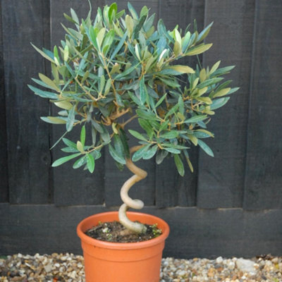 Olive Tree Twisted 60-70cm Stem Standard 20cm Potted Plant x 2