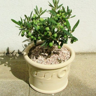 Olivia Europeana Olive Tree - Outdoor Olive Fruit Plant, Ideal for UK ...