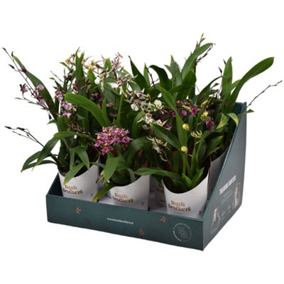 Oncidium Titanium Treasure Gem, 9cm Pot Size, 25cm Tall, Oncidium ...