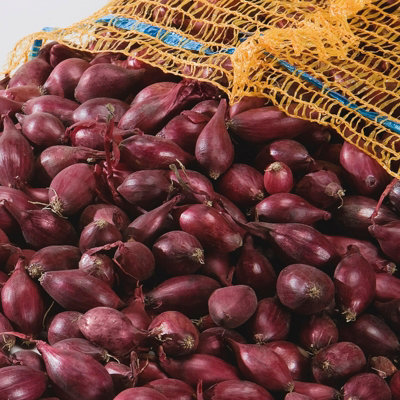 Onion Electric 500g Vegetable Sets - Autumn Planting Red Onion Bulbs ...