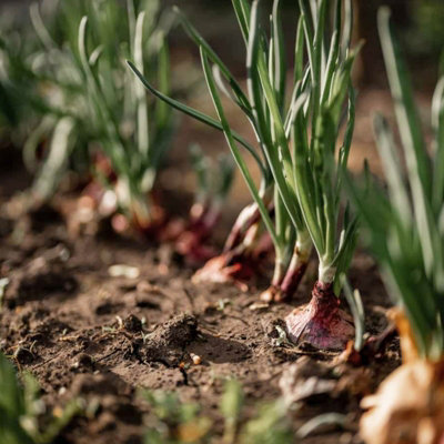 Onion Electric 500g Vegetable Sets - Autumn Planting Red Onion Bulbs ...
