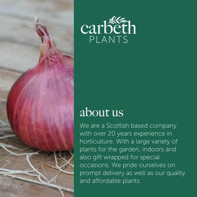 Onion Electric 500g Vegetable Sets - Autumn Planting Red Onion Bulbs ...