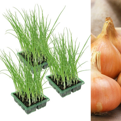 Onion Senshyu Yellow Vegetable Plants 24 Pack - Winter Hardy Plants ...