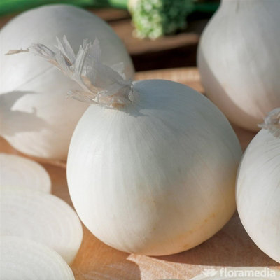 Onion Sets Snowball - 500 Grams