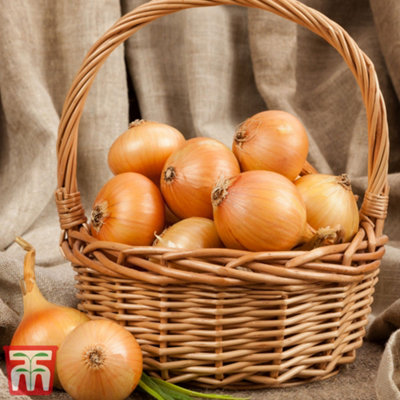 Onion (Spring) Centurion F1 Organic 1.25kg