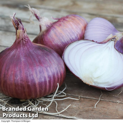 Onion (Spring) Red Baron Organic 1.25kg