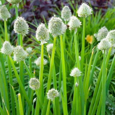 Onion Welsh Herb Plant - Versatile, Compact Growth, Aromatic Foliage ...