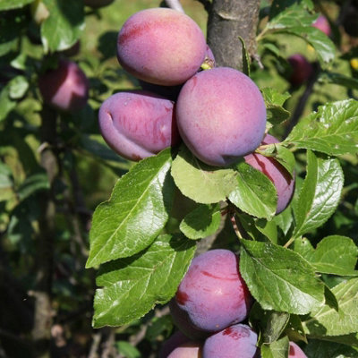 Opal Plum (Prunus domestica) Tree - 12Ltr Potted