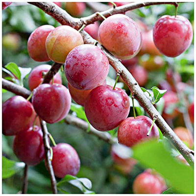 Opal Plum Tree, 5-6ft Tall, Self-Fertile, Tasty & Sweet, Ready to Fruit